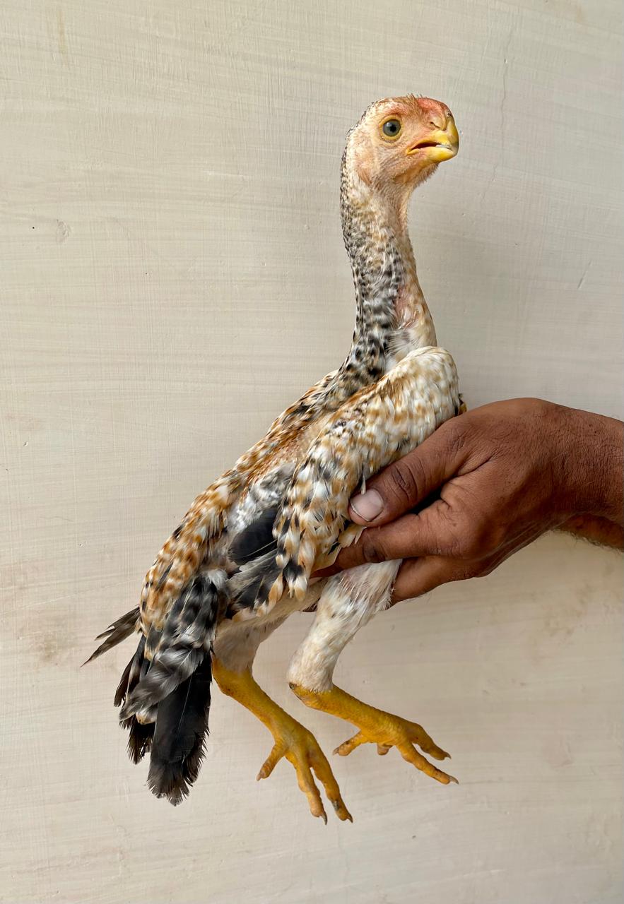 Parrot Beak Aseel Chicks